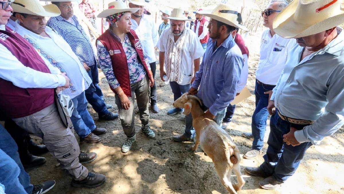 ¿La amenaza del gusano barrenador en el Edomex sigue en aumento? Esto ...